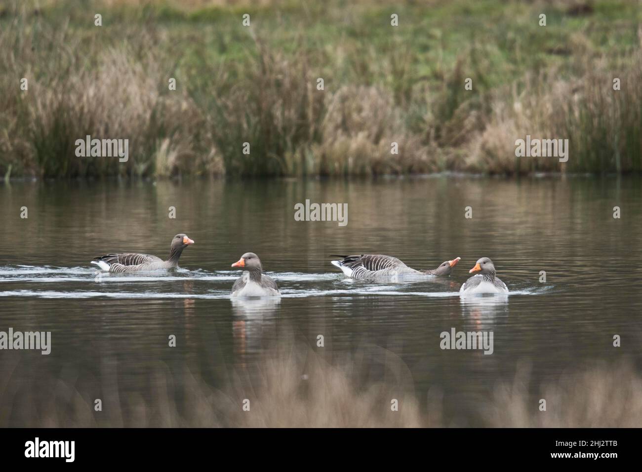 Greylag geese (Anser anser), Emsland, Lower Saxony, Germany Stock Photo ...