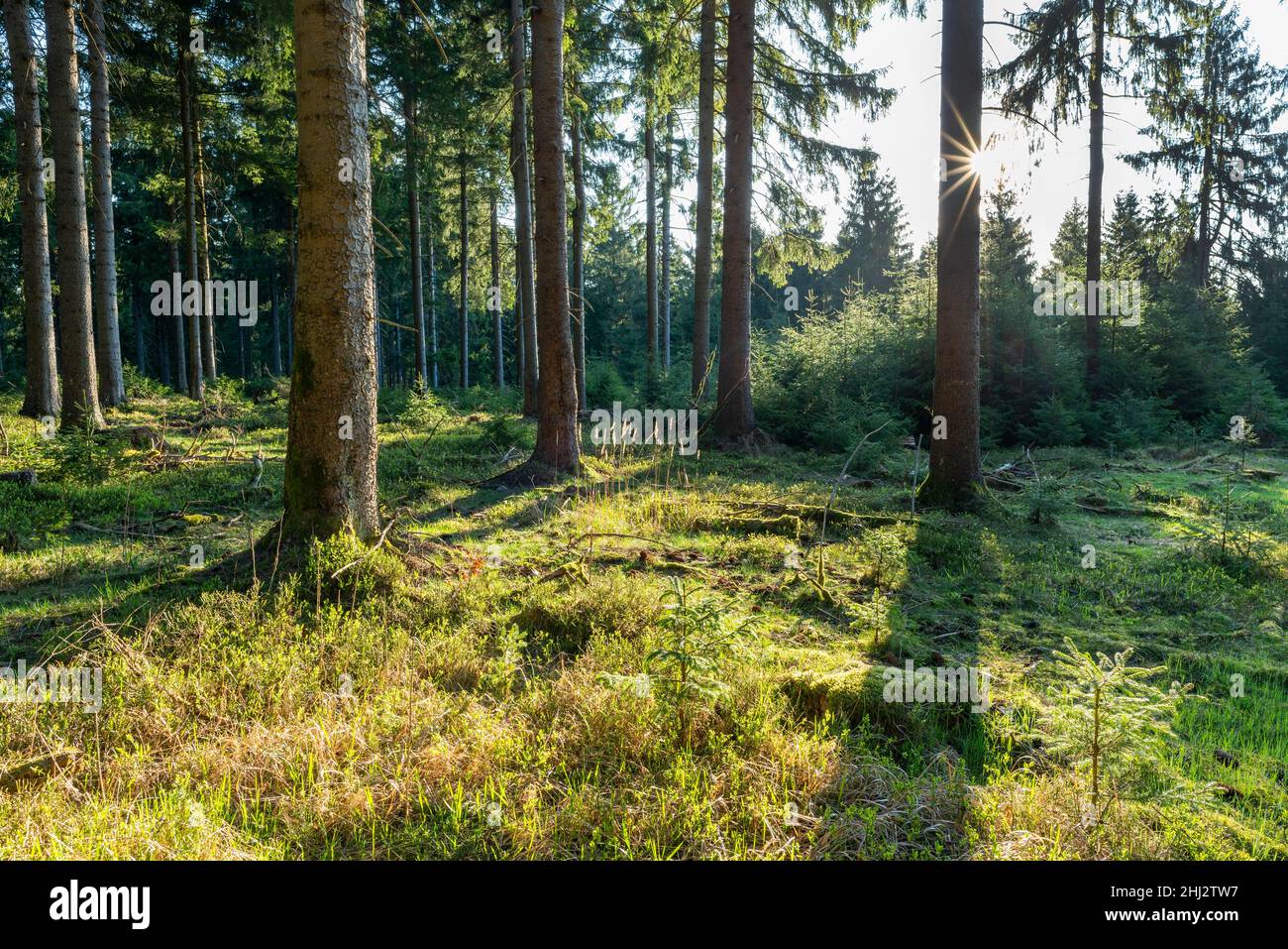 Spruce forest (Picea abies) in backlight with sun star, Thuringian ...