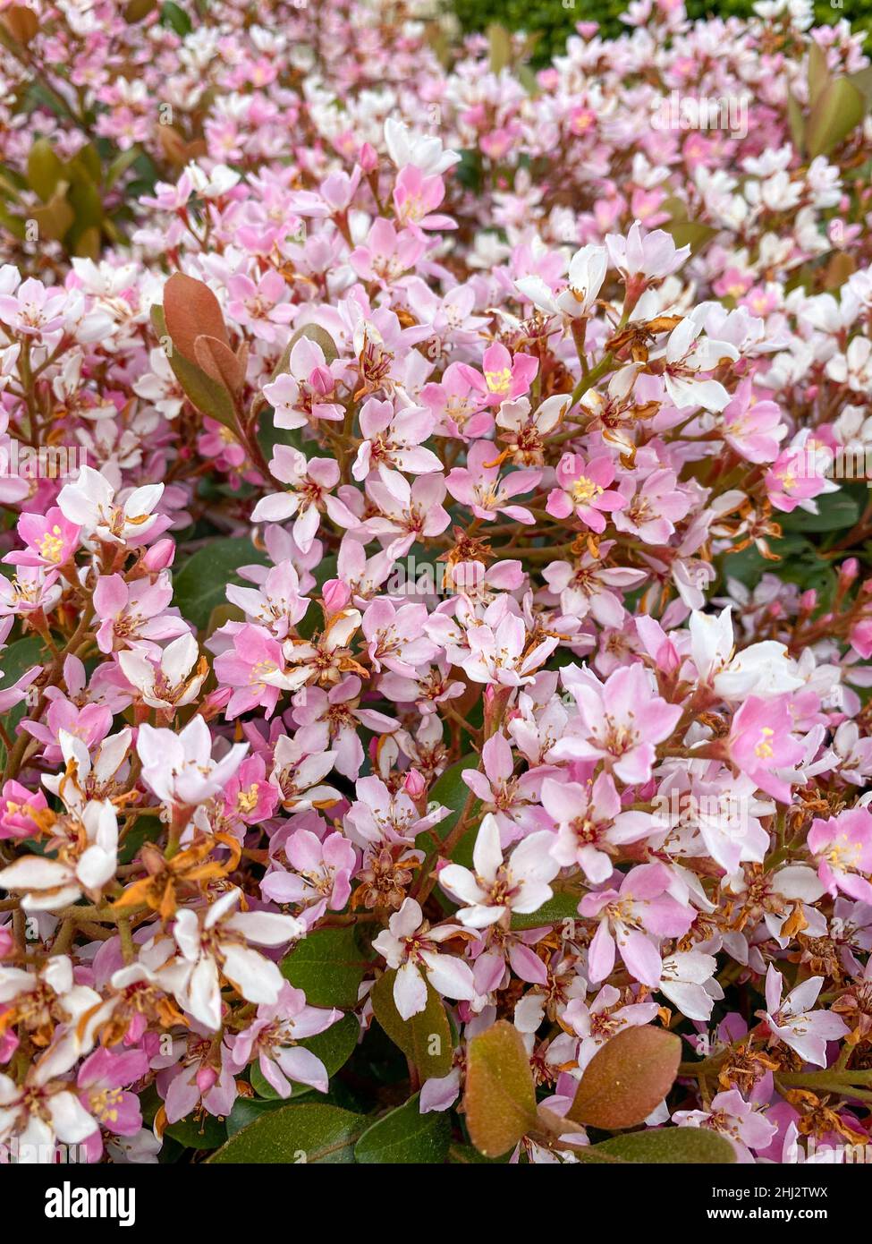 Pink and white wild flower plants in the valley of South California ...