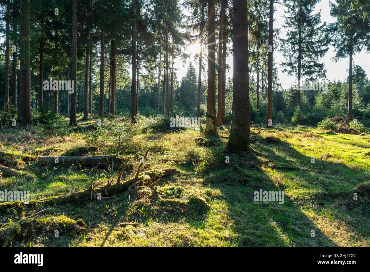 Spruce forest (Picea abies) in backlight with sun star, Thuringian ...