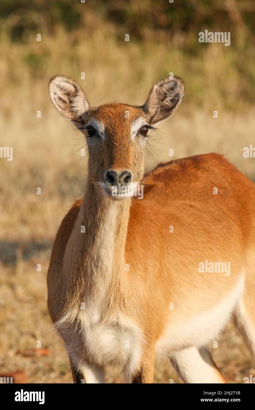 Female Red Lechwe, Okavango Delta, Botswana Stock Photo - Alamy