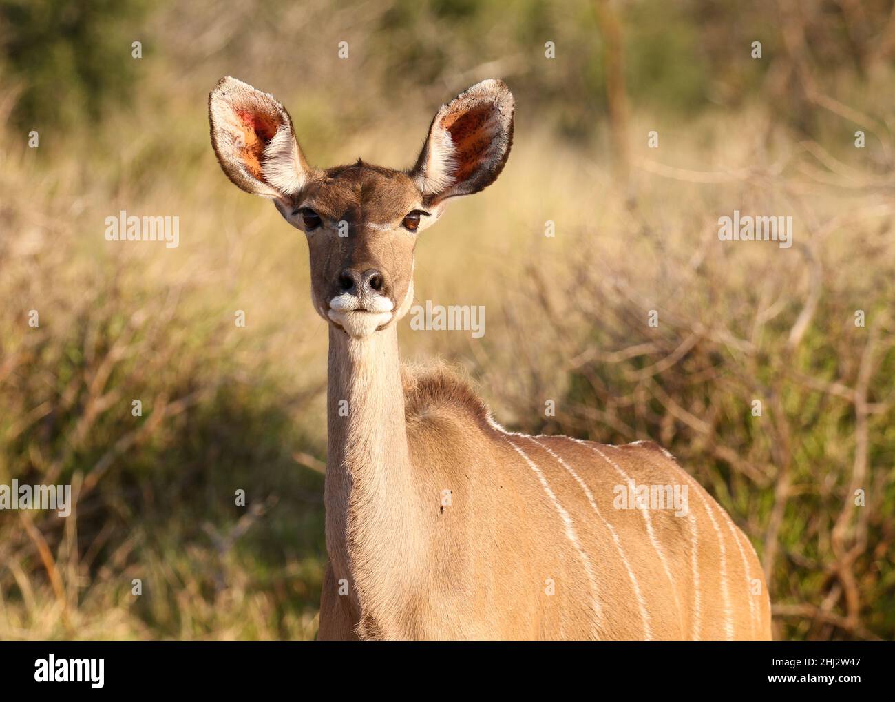 Large kudu hi-res stock photography and images - Alamy