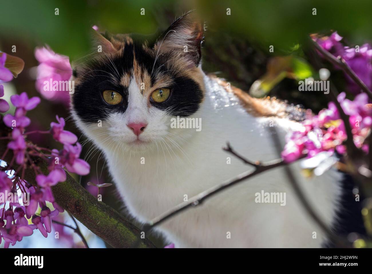 European shorthair, felidae (Felis catus), tricolour, sitting on ...