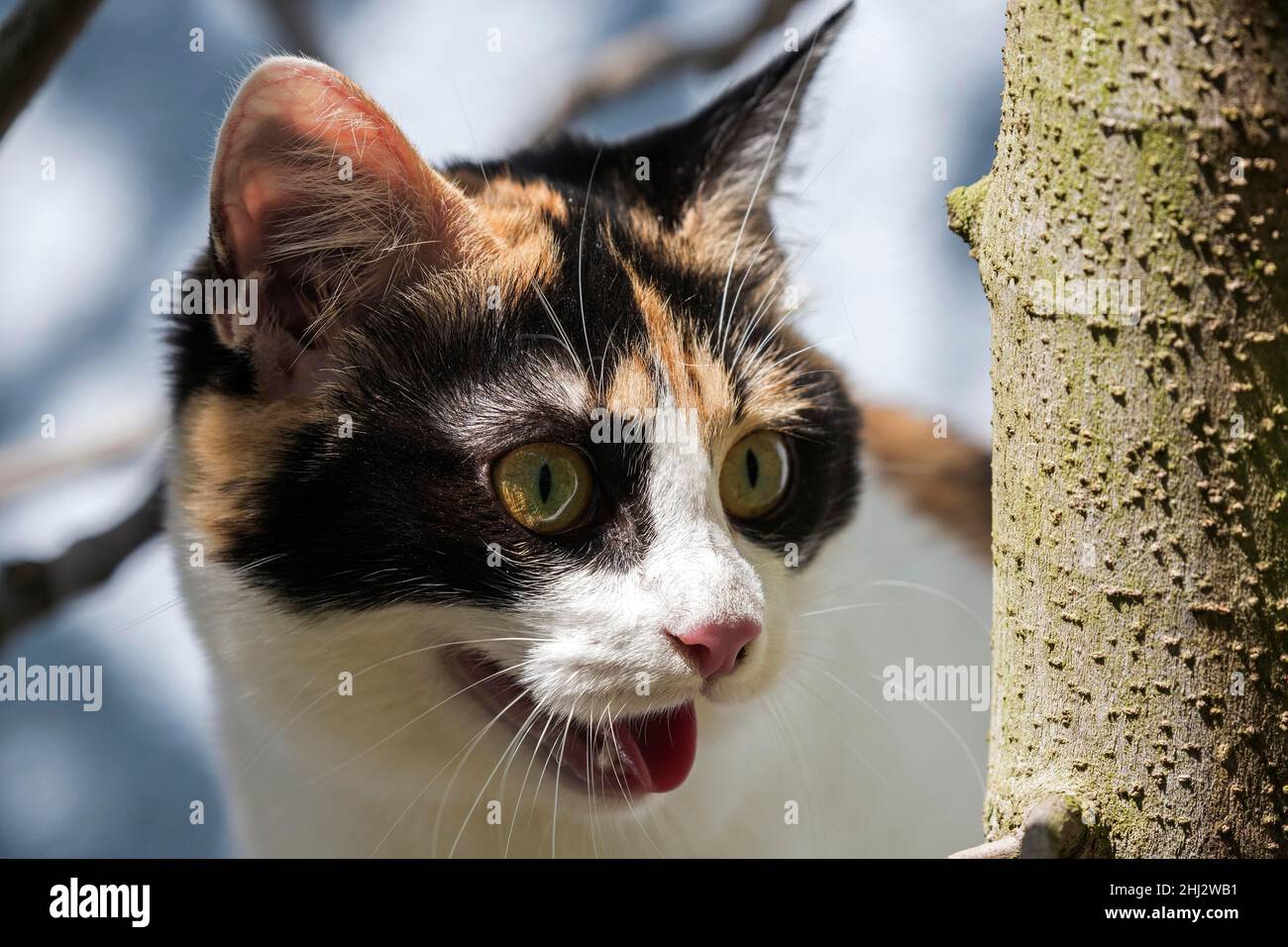 European shorthair, felidae (Felis catus), tricolour, portrait, Baden ...