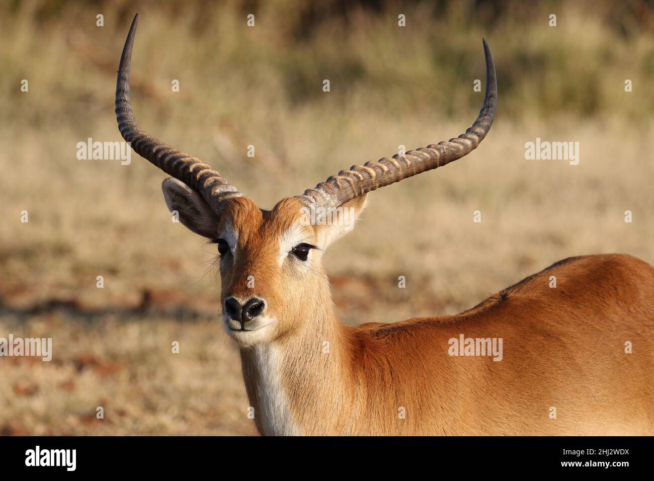 Red Lechwe, Okavango Delta, Botswana Stock Photo - Alamy