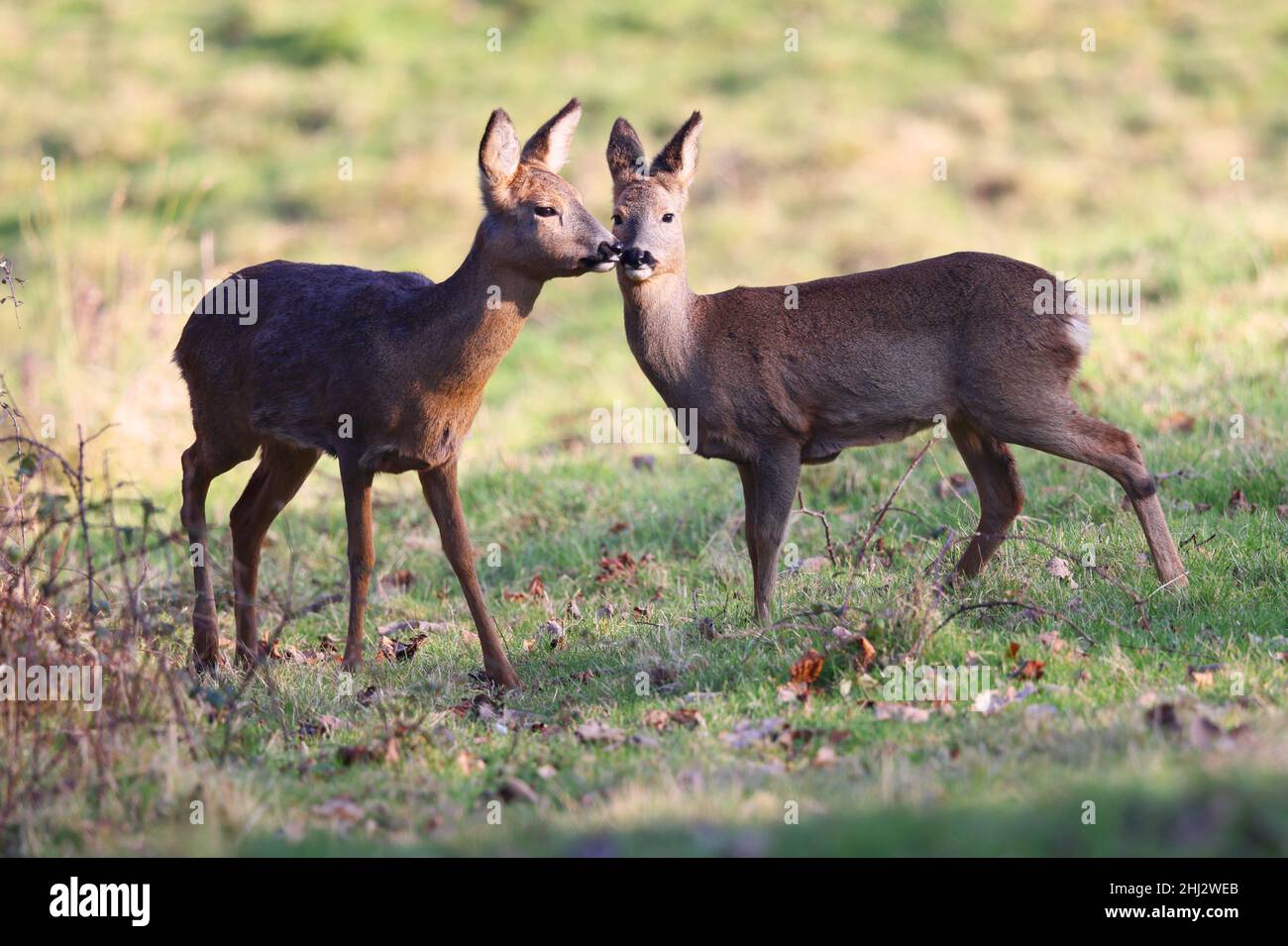 Row Deer on Langley Hill near Winchcombe Gloucestershire UK Stock Photo ...