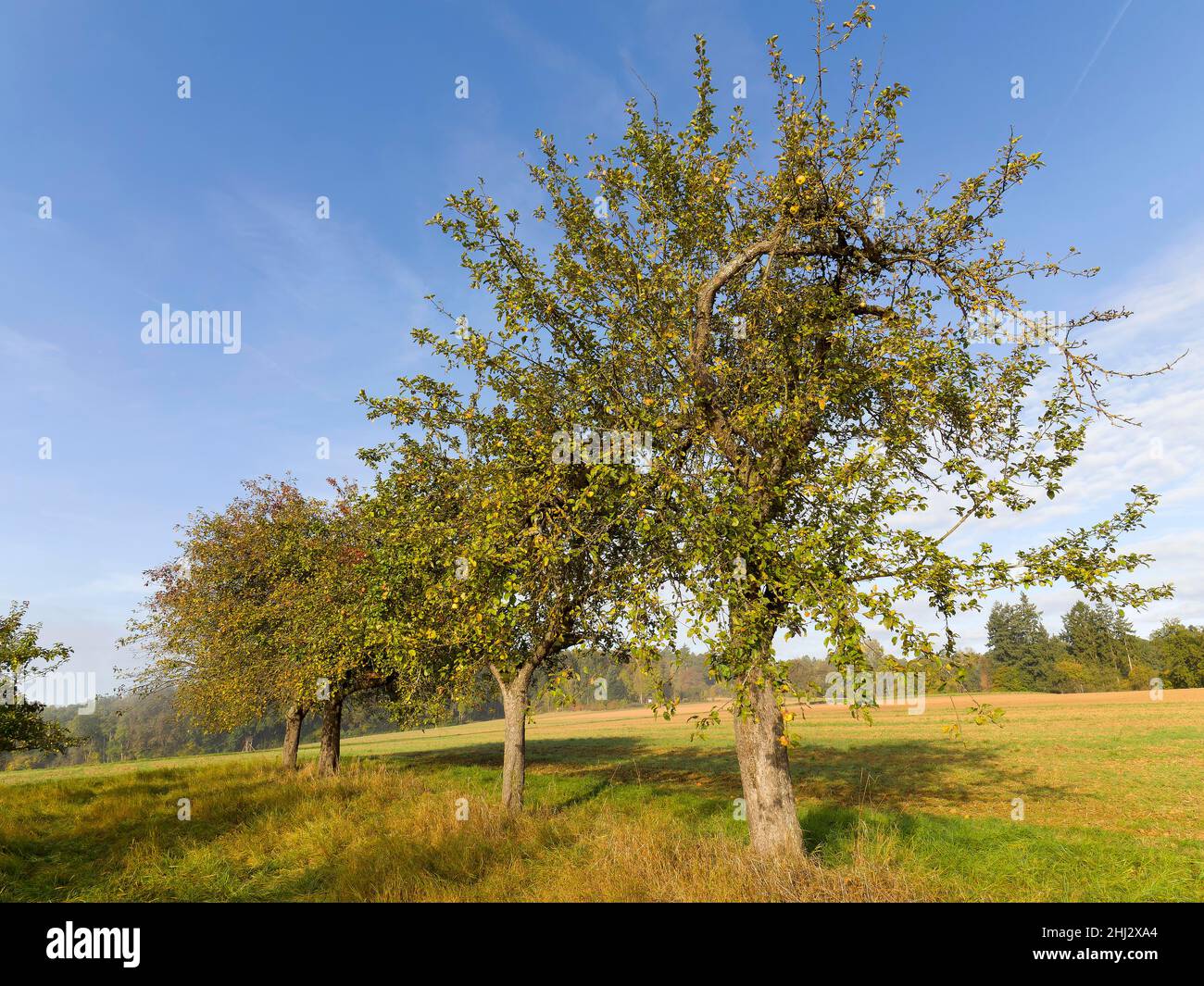 Apple trees in a row, high trunks in the landscape, Hesse, Germany ...