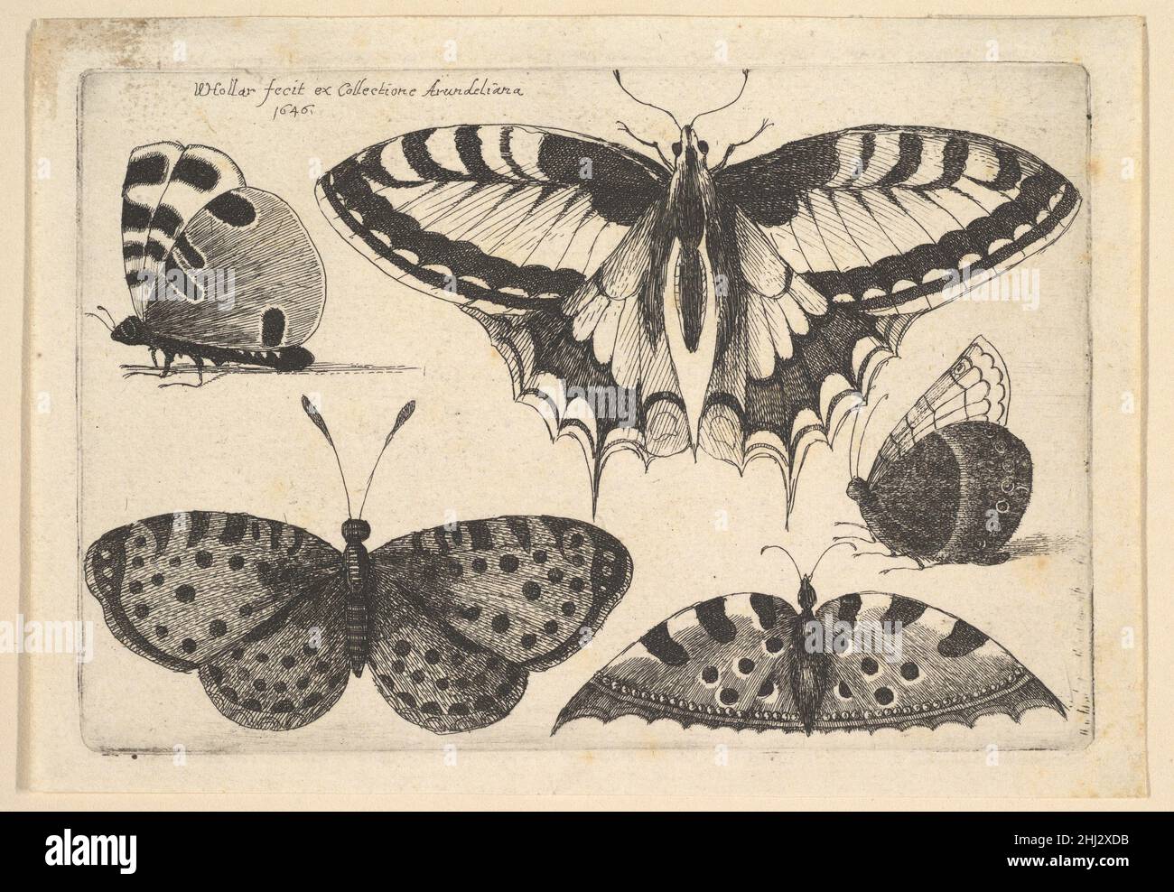 Five Butterflies 1646 Wenceslaus Hollar Bohemian Swallow-tailed ...