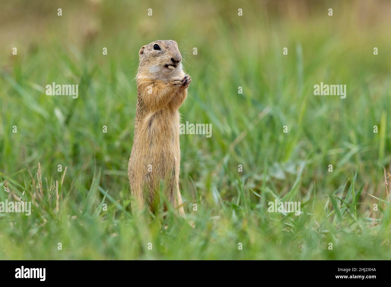European ground squirrel (Spermophilus citellus) eats cereal grain ...