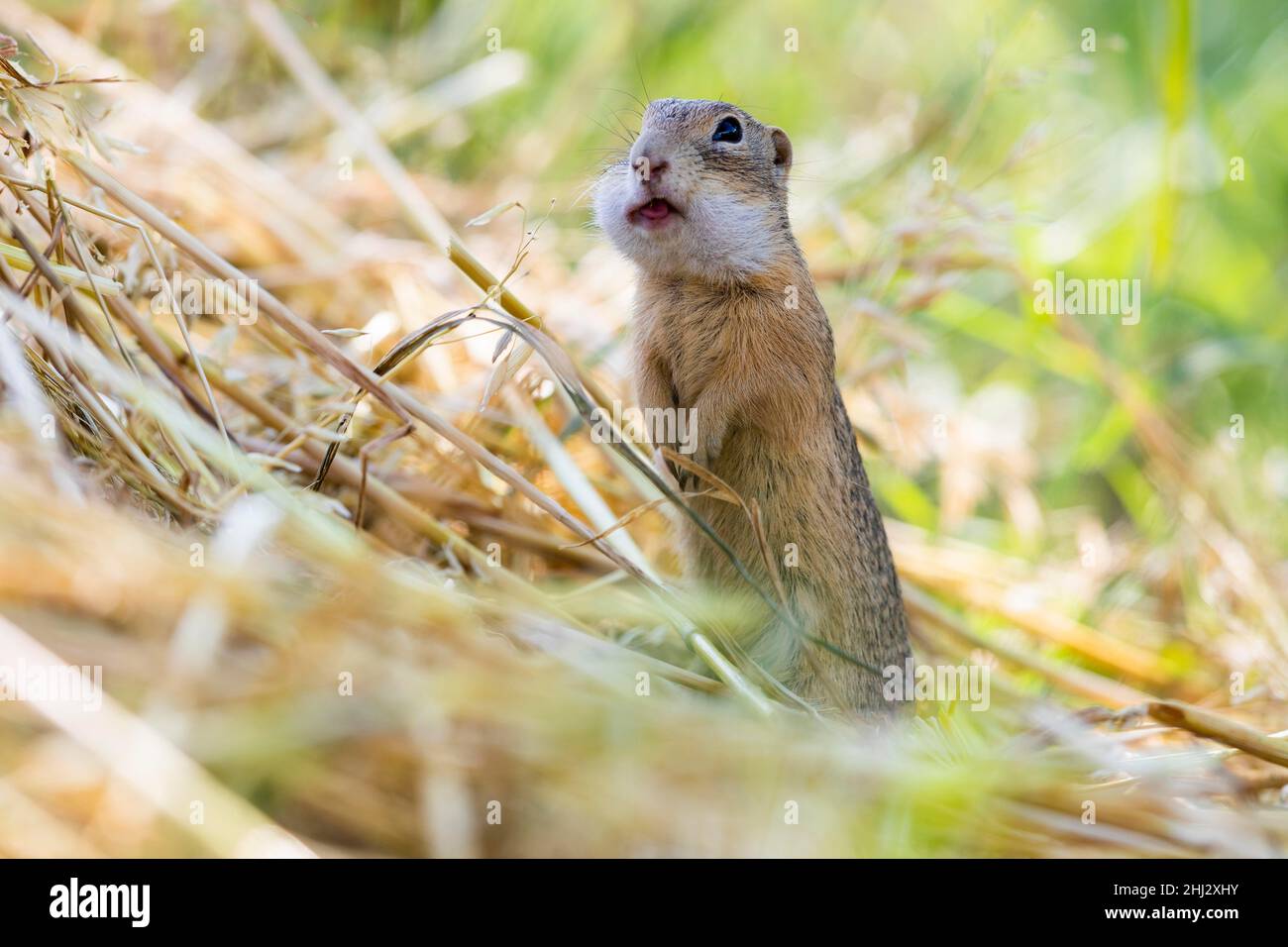 European ground squirrel (Spermophilus citellus) with thick cheeks ...