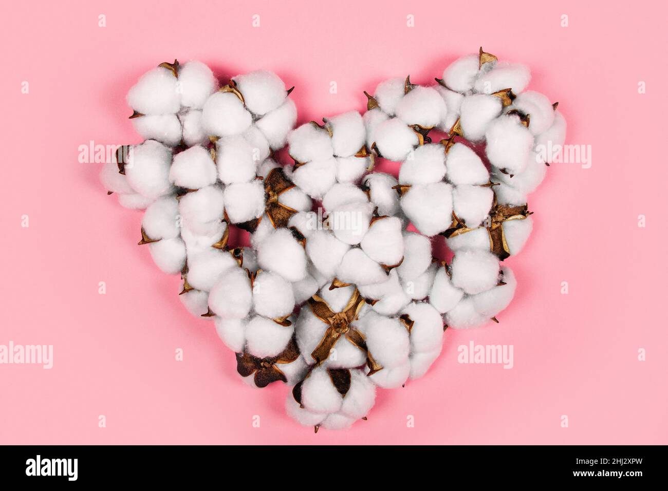 Cotton plant pink flower hi-res stock photography and images - Alamy