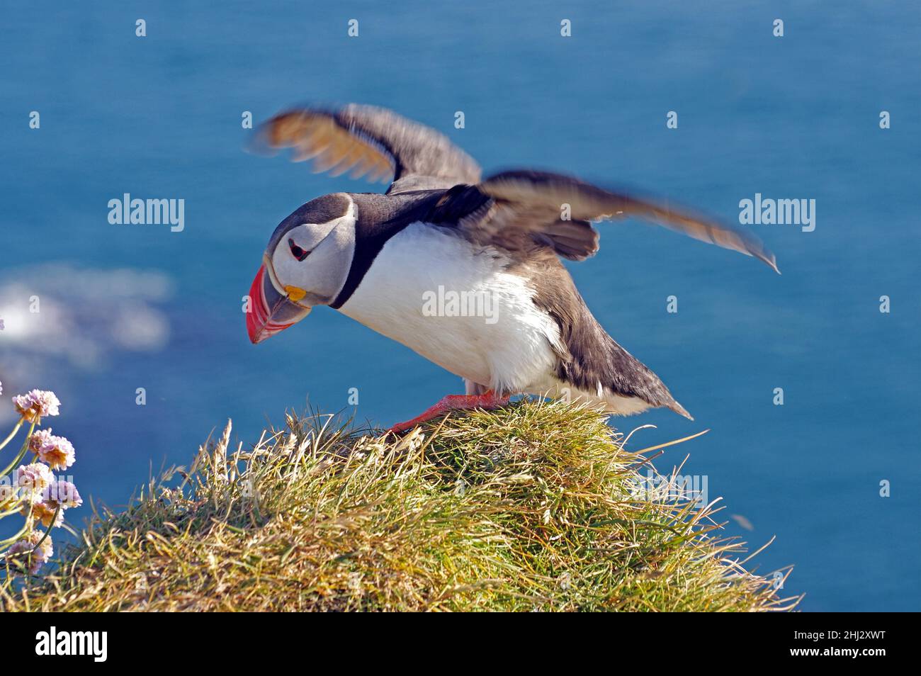 Puffin with spread wings, sea, Latrabjarg, Westfjords, Iceland Stock ...