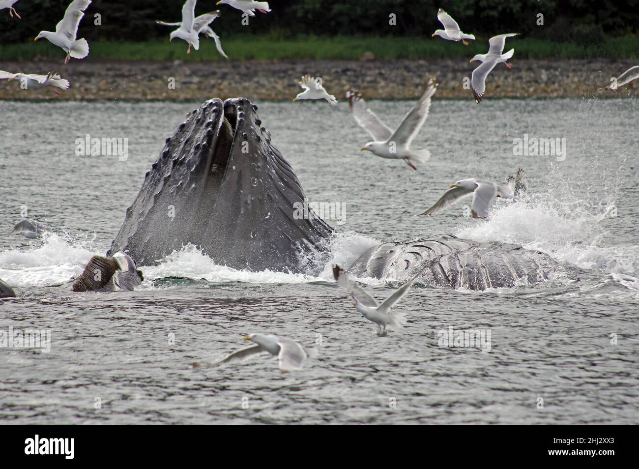 Humpback whales hunting alaska hi-res stock photography and images - Alamy