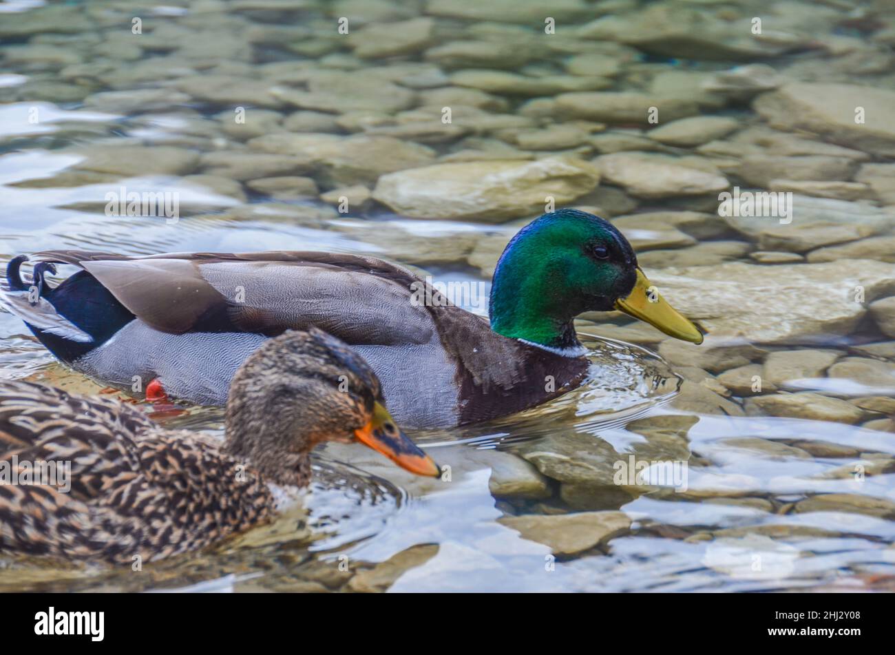 Macro shot of two wild mallard ducks (Anas platyrhynchos) swimming in ...