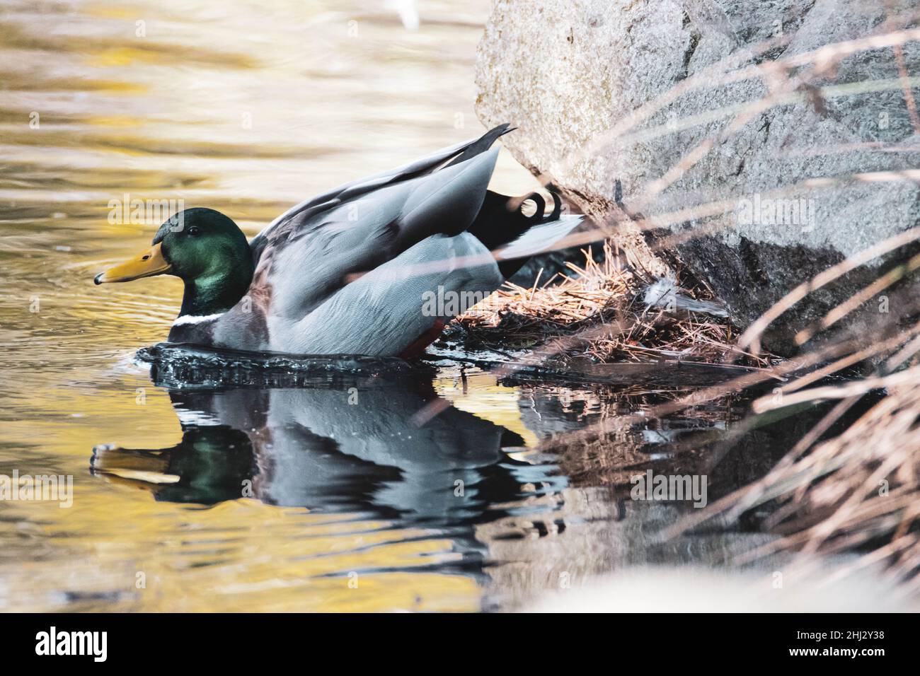 Male mallard duck floating on calm water with reflection on the surface ...