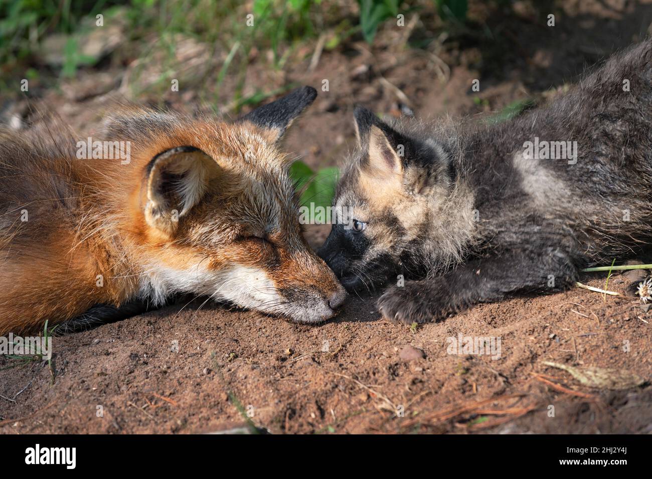 Red fox vulpes vulpes adult animal sleeping hi-res stock photography and images - Alamy