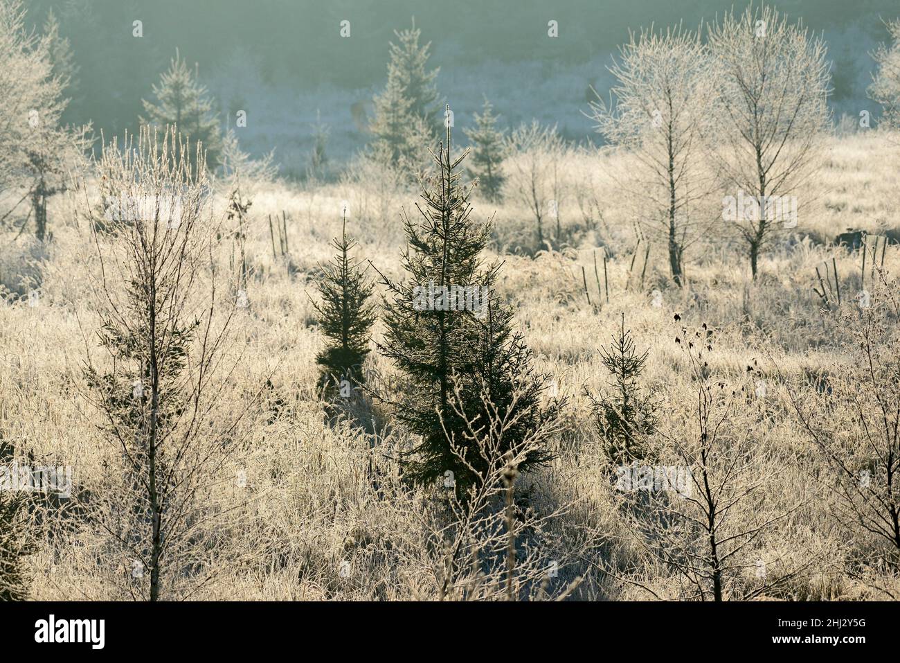 Forest clearing, spruce (Picea abies), birch (Betula) and true grasses ...