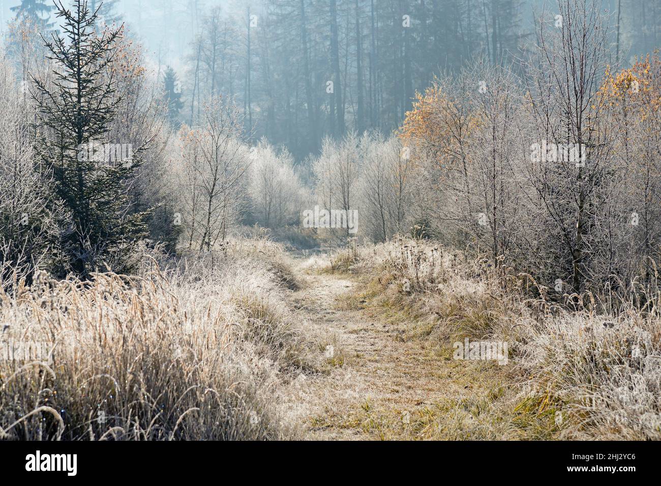 Path leads into the forest with hoarfrost and haze, Arnsberg Forest ...