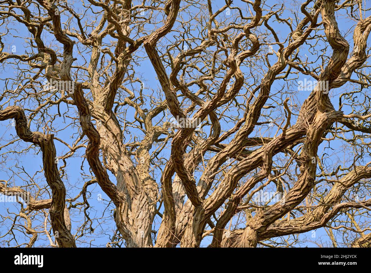 Deciduous tree, old gnarled locusts (Robinia), tree crown, North Rhine ...