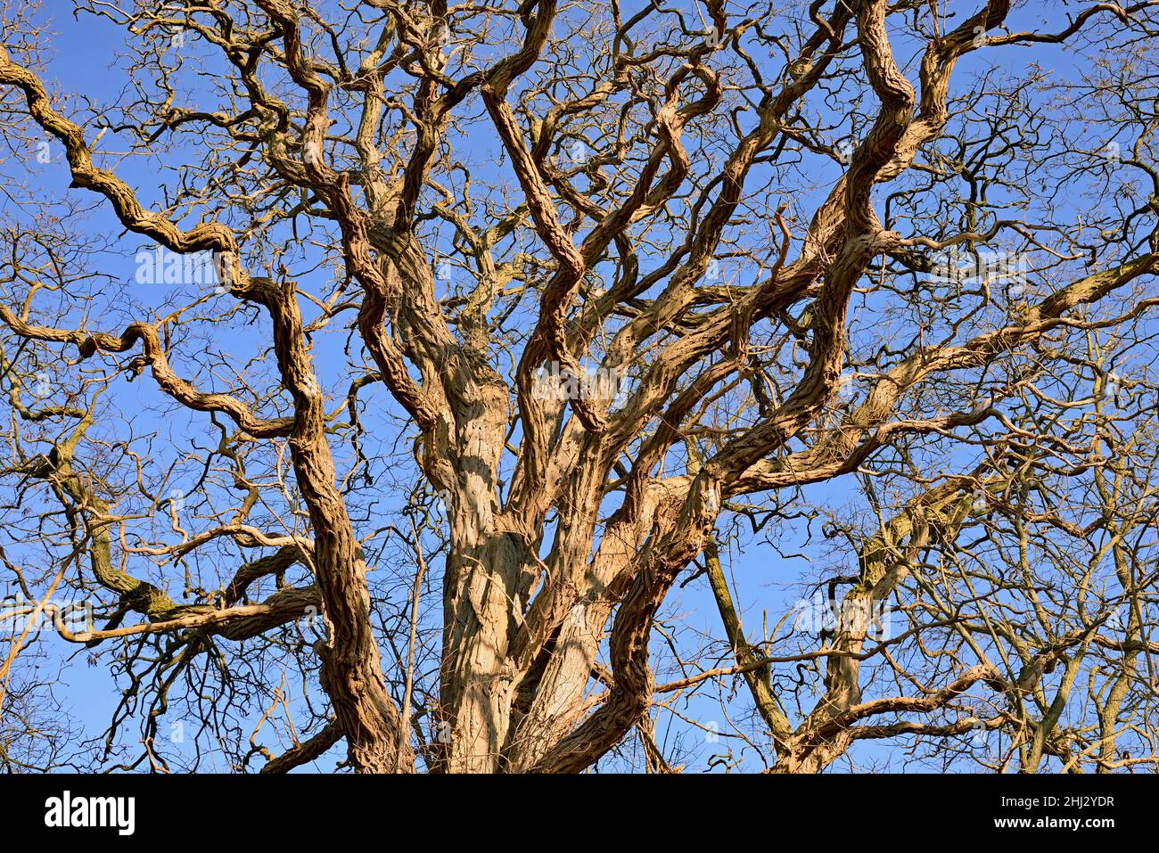 Deciduous tree, old gnarled locusts (Robinia), tree crown, North Rhine ...