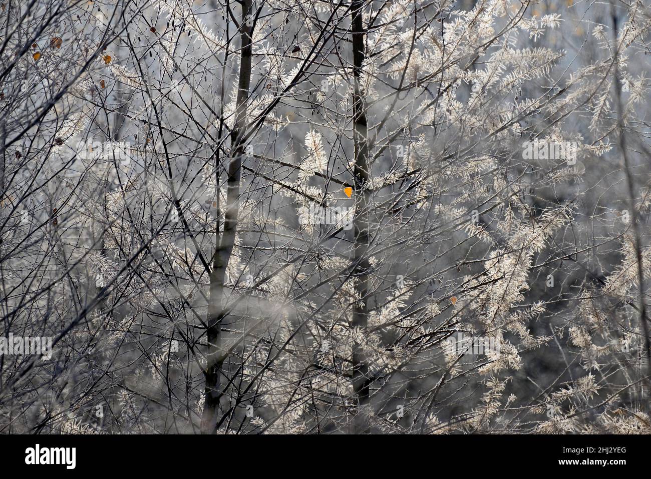 European larch (Larix decidua), twigs and needles with hoarfrost ...