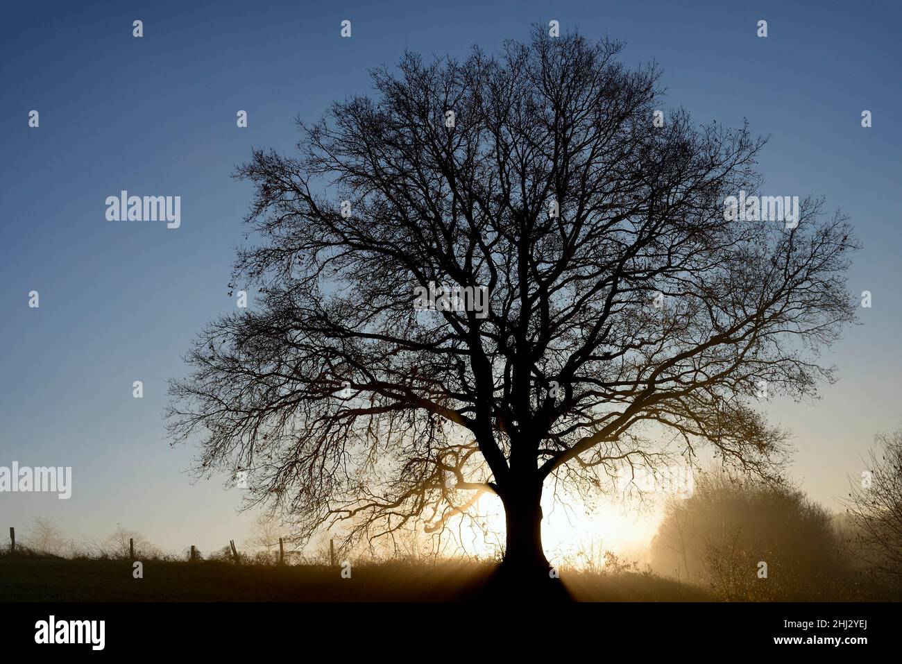 Oak tree silhouette hi-res stock photography and images - Alamy