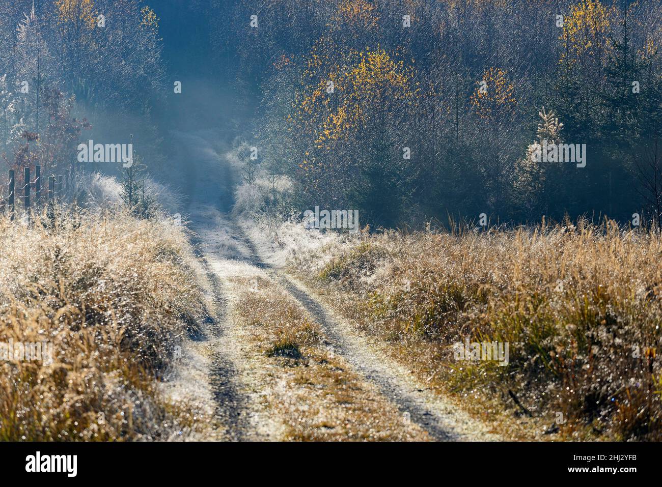 Path leads into the forest with hoarfrost and haze, Arnsberg Forest ...