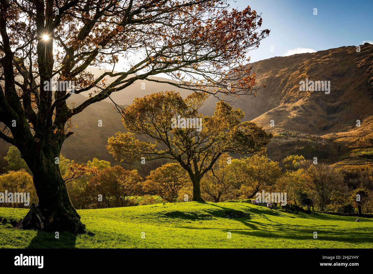 Autumn trees ireland hi-res stock photography and images - Alamy