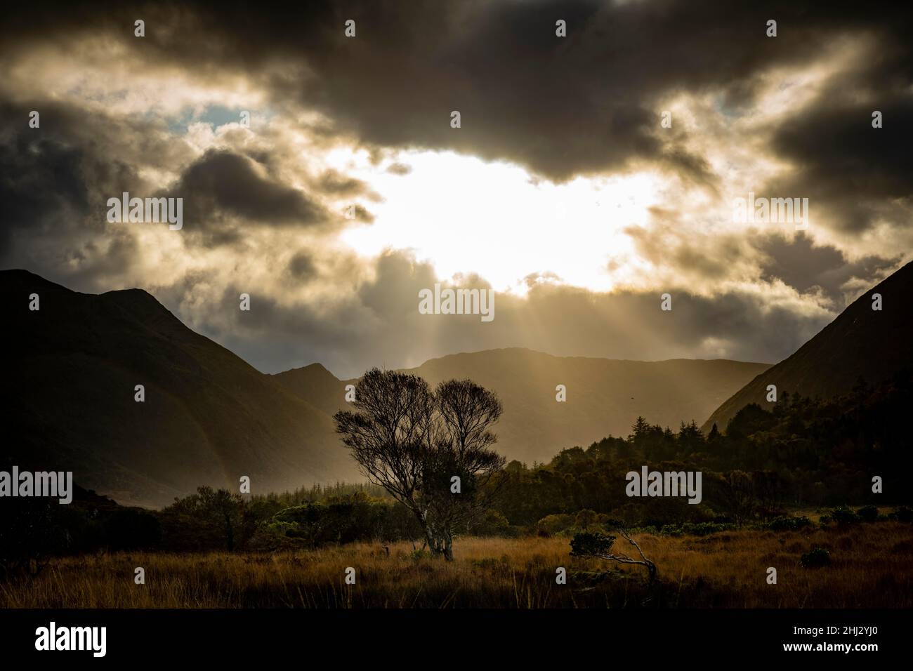 Individual tree in ireland hi-res stock photography and images - Alamy