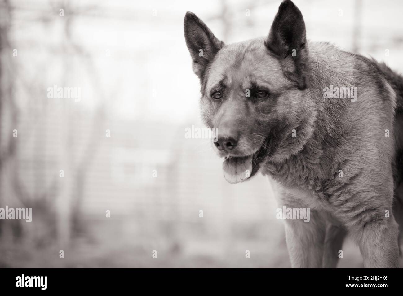 Portrait of a German Shepherd Dog in the street, looking at the camera ...