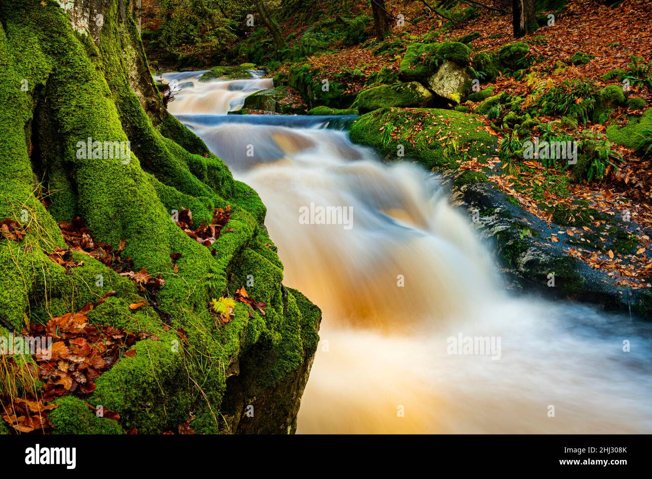 Mountain stream in autumnal deciduous forest, Glendalough, Wicklow ...