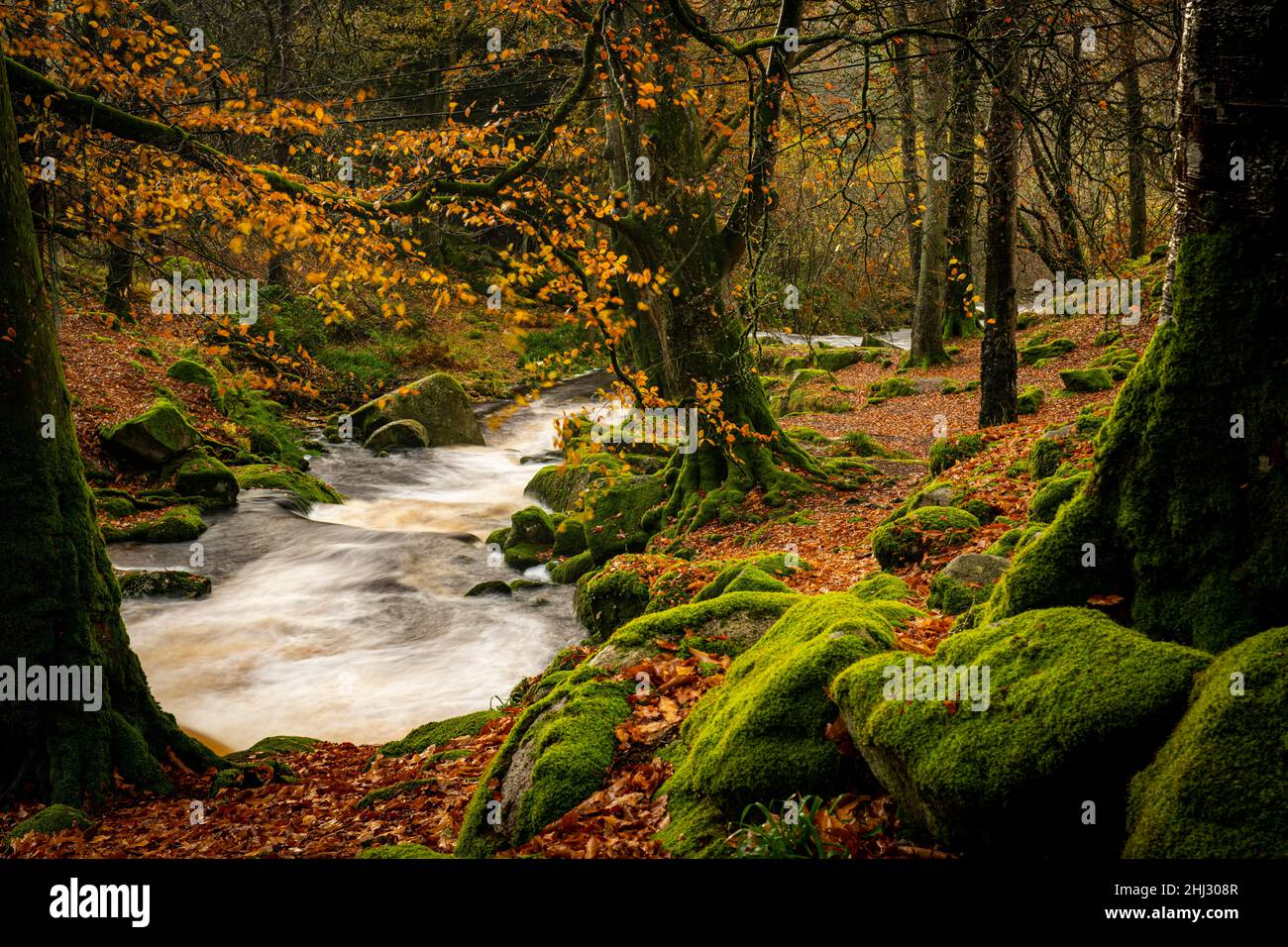 Mountain stream in autumnal deciduous forest, Glendalough, Wicklow ...