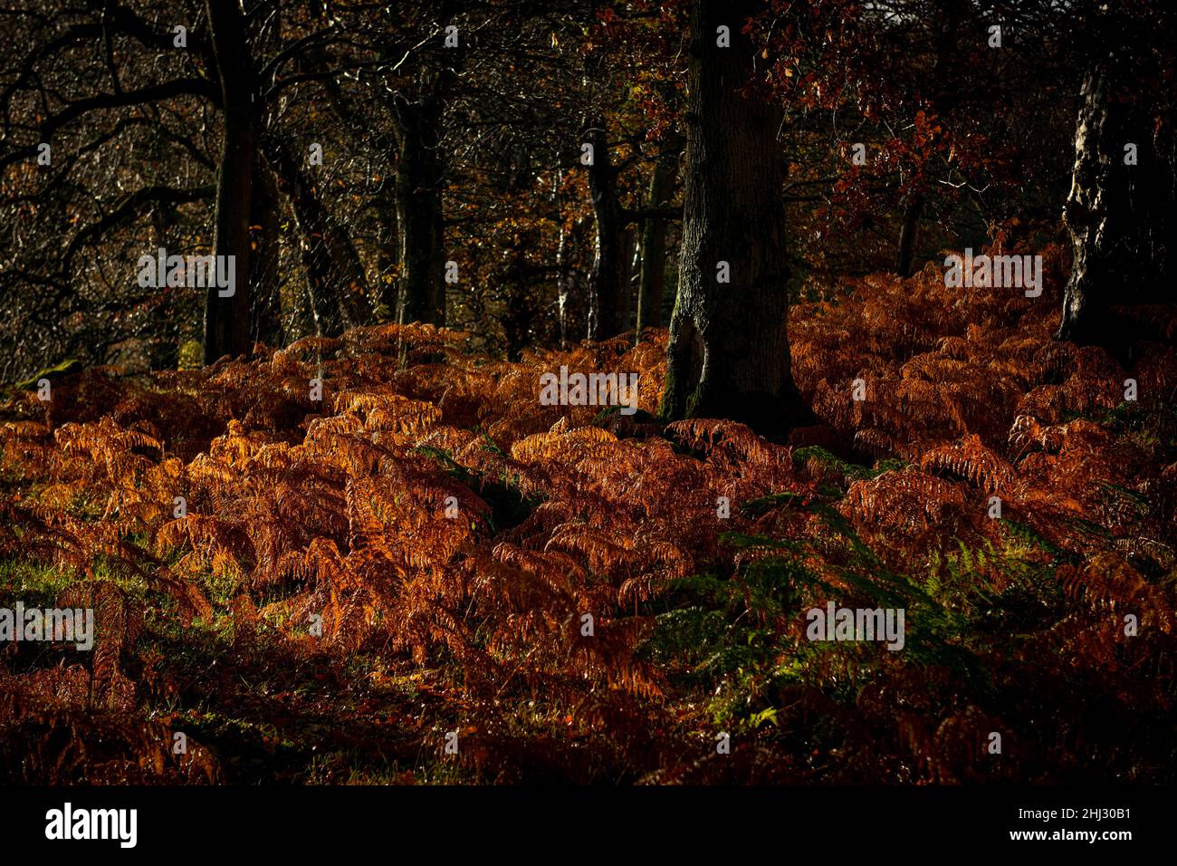 Autumn forest, fern in deciduous forest, Glendalough, Wicklow, Ireland ...