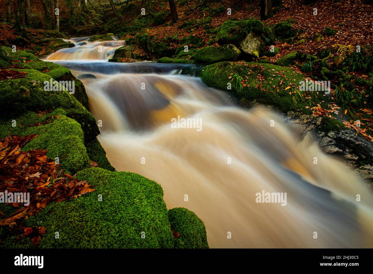 Mountain stream in autumnal deciduous forest, Glendalough, Wicklow ...