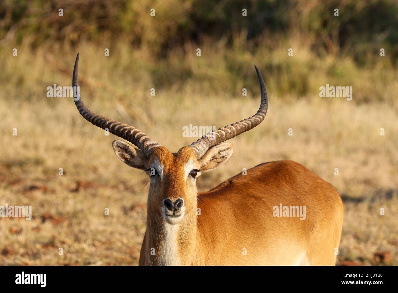 Red lechwe kafue national park hi-res stock photography and images - Alamy
