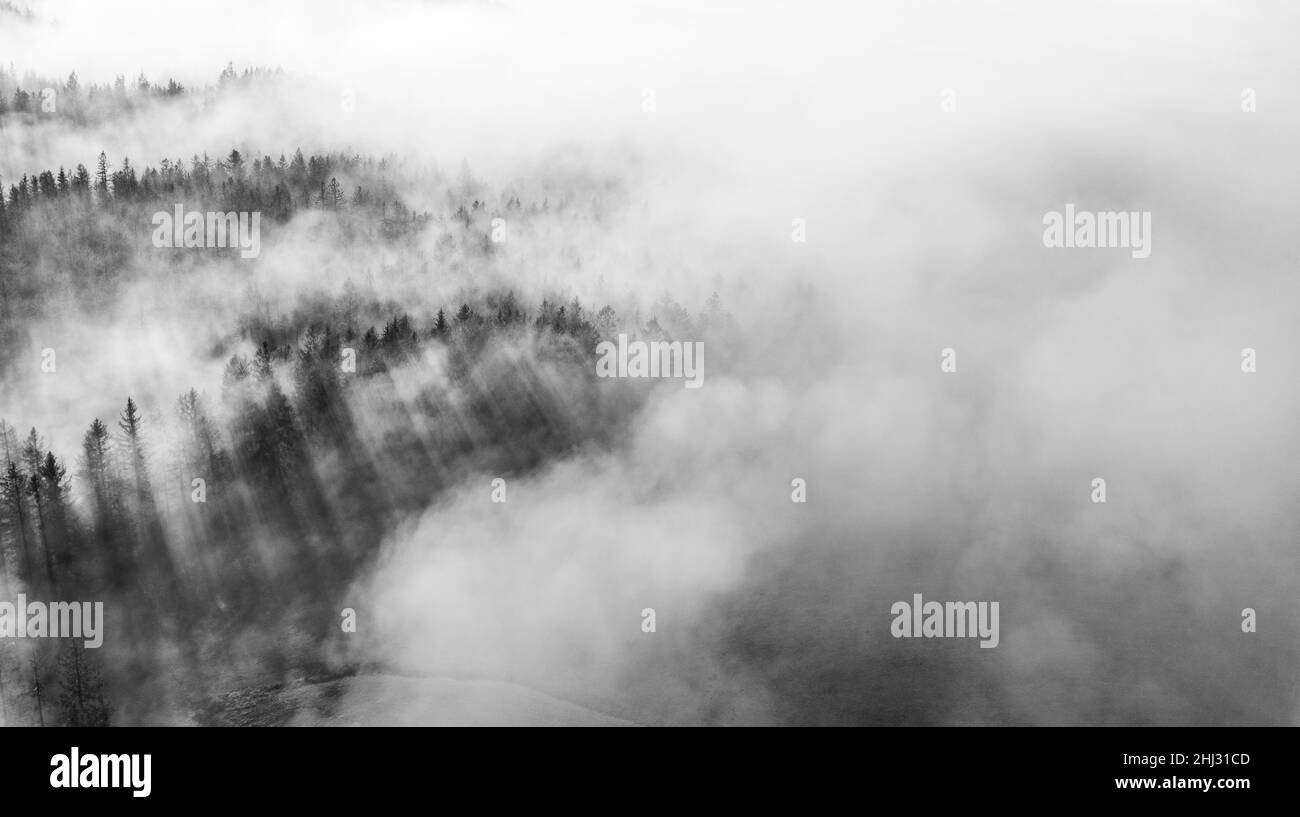 Drone shot, coniferous forest rising from ground fog, inversion weather ...