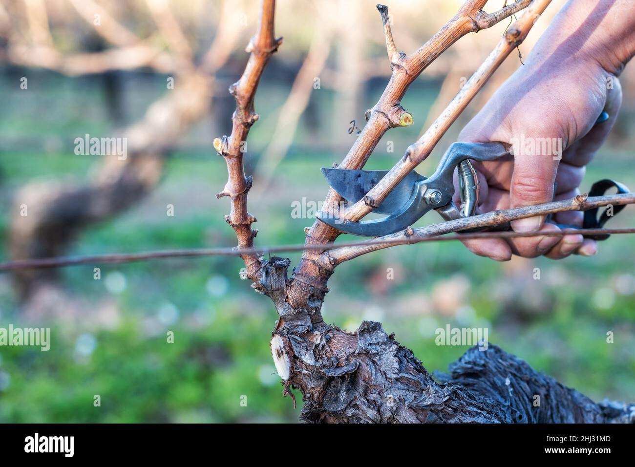 Close-up of a winegrower hand. Prune the vineyard with professional ...