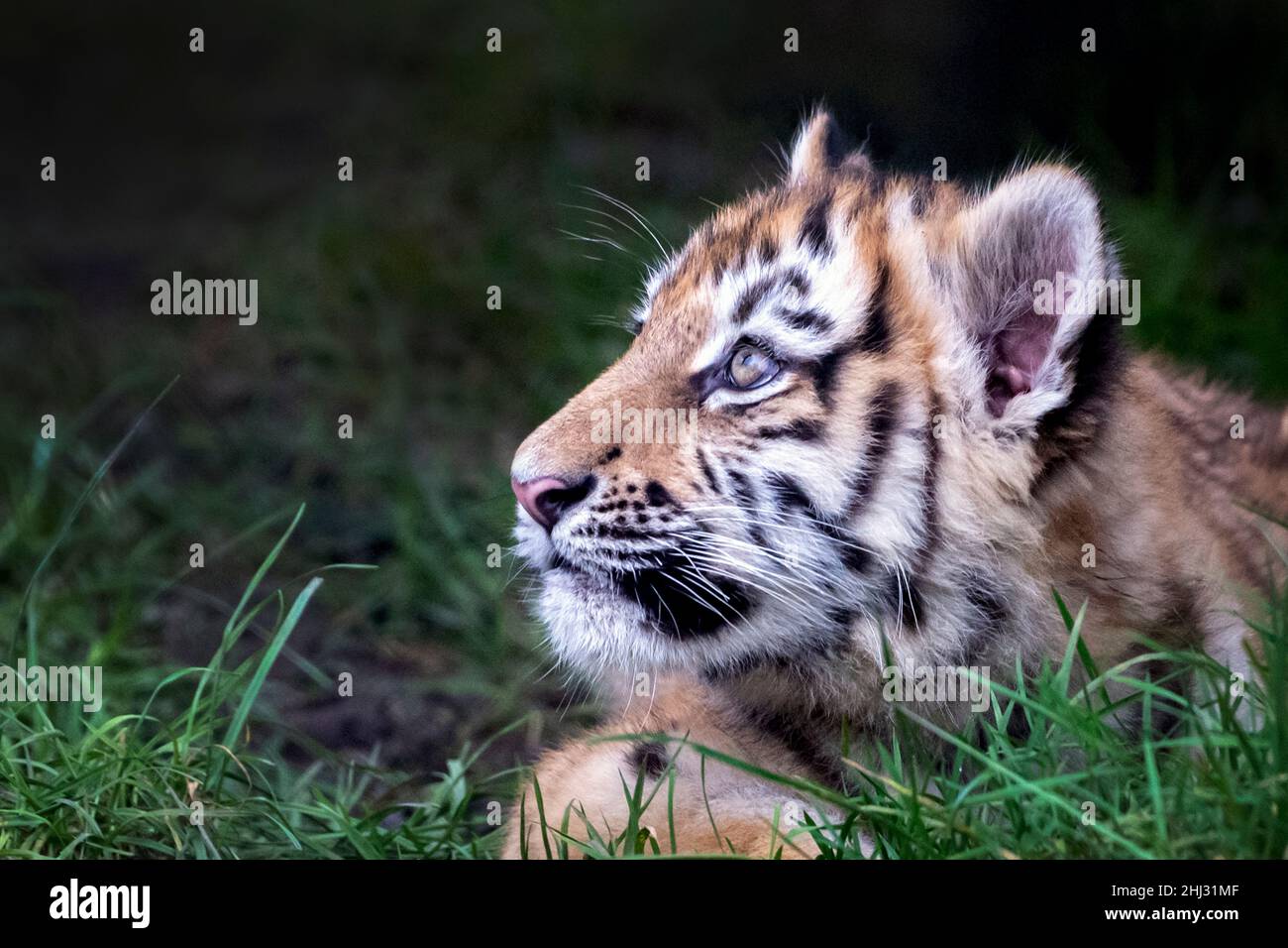 Amur (Siberian) tiger cub, profile Stock Photo - Alamy