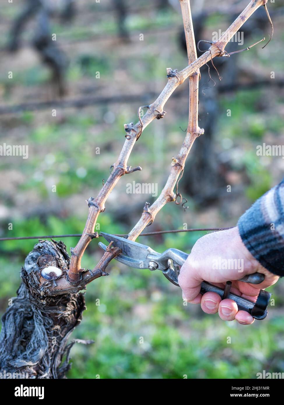 Close-up of a winegrower hand. Prune the vineyard with professional ...