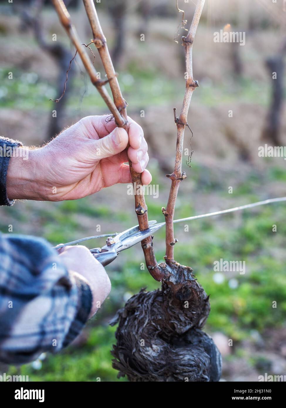Close-up of a winegrower hand. Prune the vineyard with professional ...