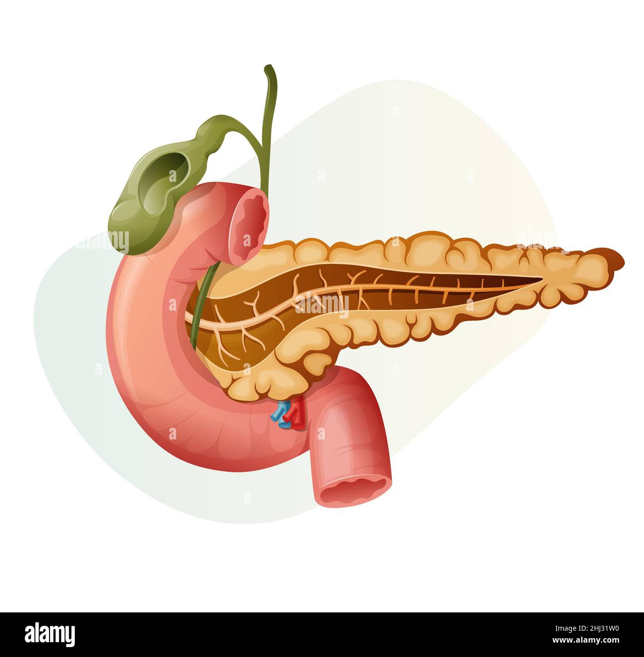 Pancreas Icon stock illustration as EPS 10 File Stock Vector Image ...