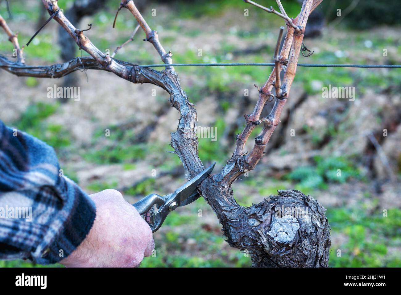 Close-up of a winegrower hand. Prune the vineyard with professional ...