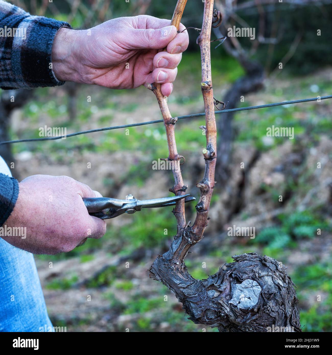 Close-up of a winegrower hand. Prune the vineyard with professional ...