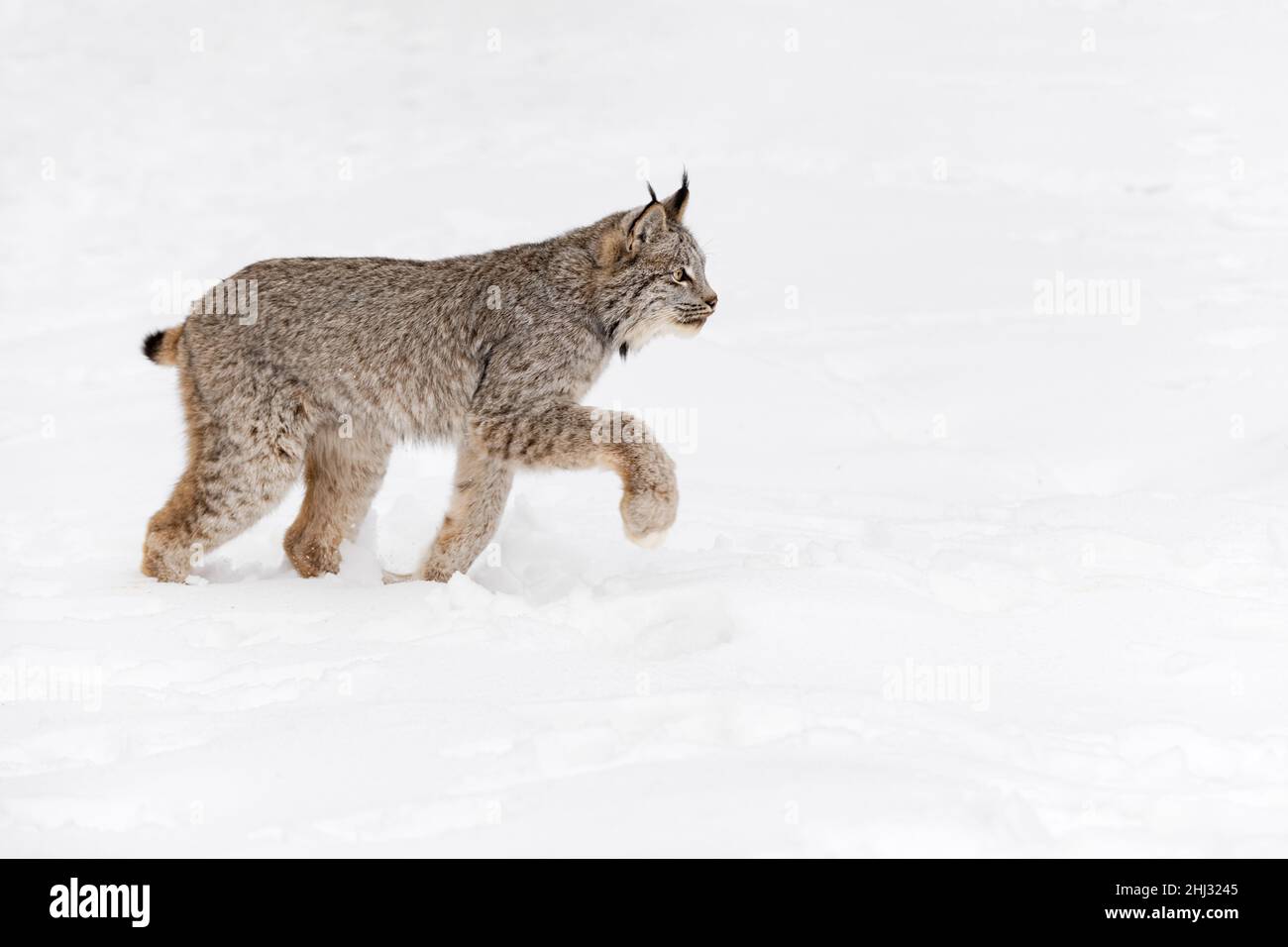 Canadian Lynx (Lynx canadensis) Steps Right One Paw Up Winter - captive ...
