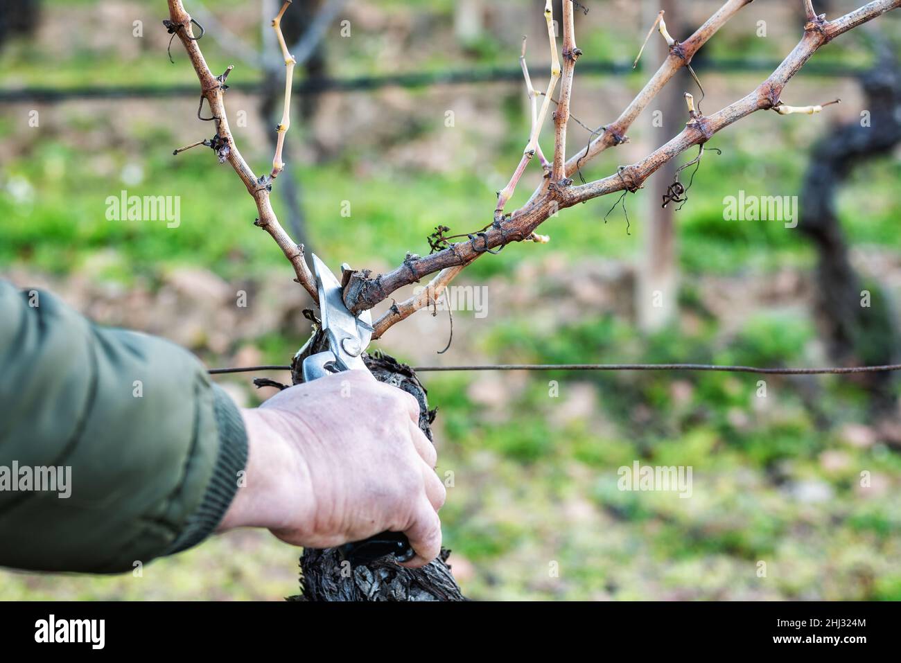 Close-up of a winegrower hand. Prune the vineyard with professional ...
