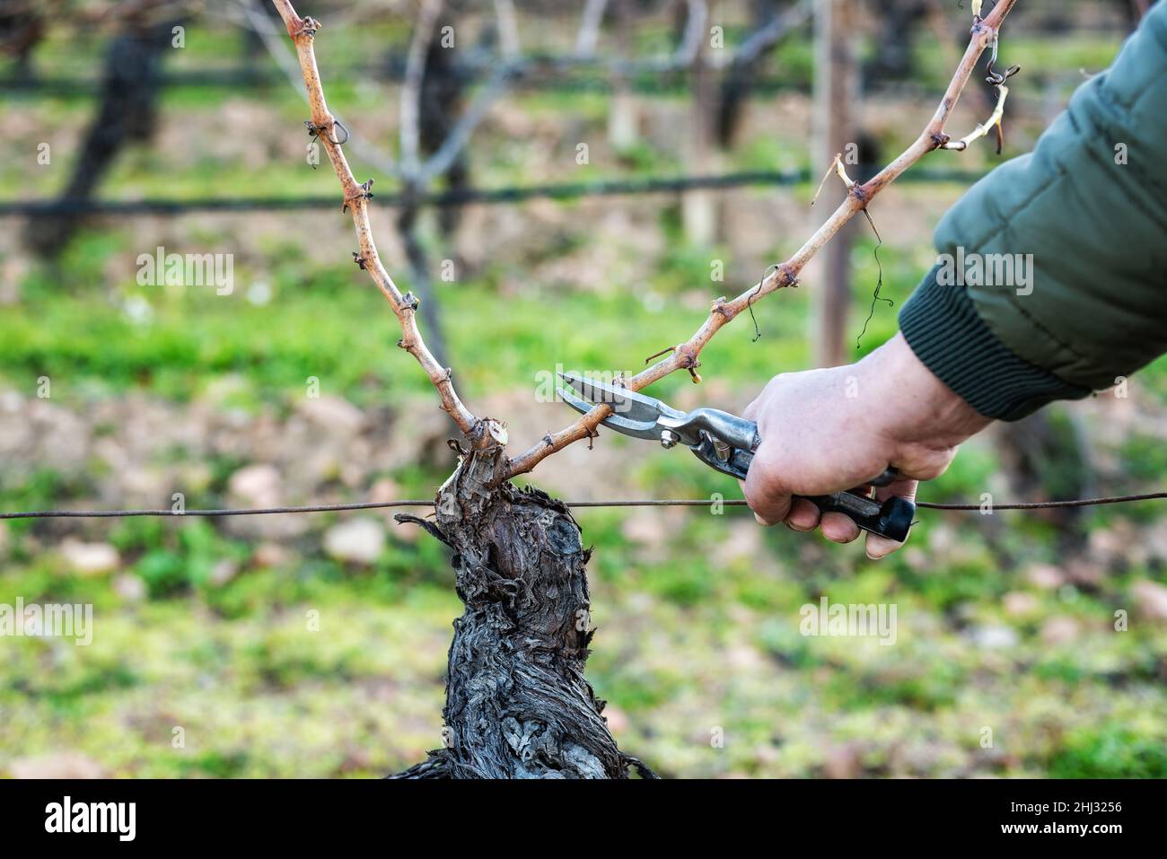 Close-up of a winegrower hand. Prune the vineyard with professional ...