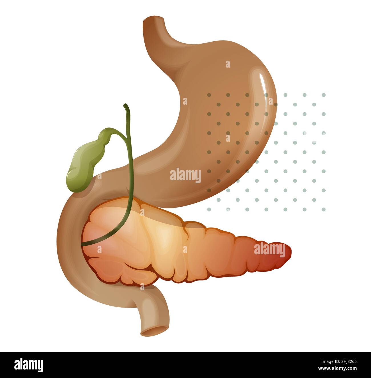 Pancreas Icon stock illustration as EPS 10 File Stock Vector Image ...