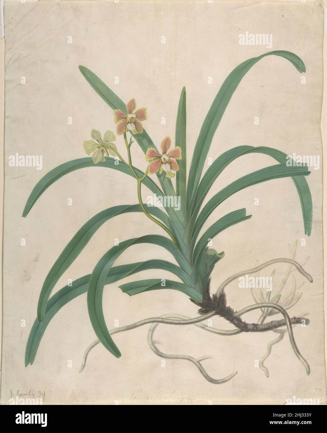 Study of an Orchid, "Vanda Roxburgia" before 1822 James Sowerby British ...
