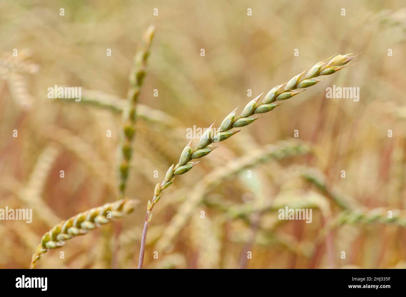 Wheat panicle hi-res stock photography and images - Alamy