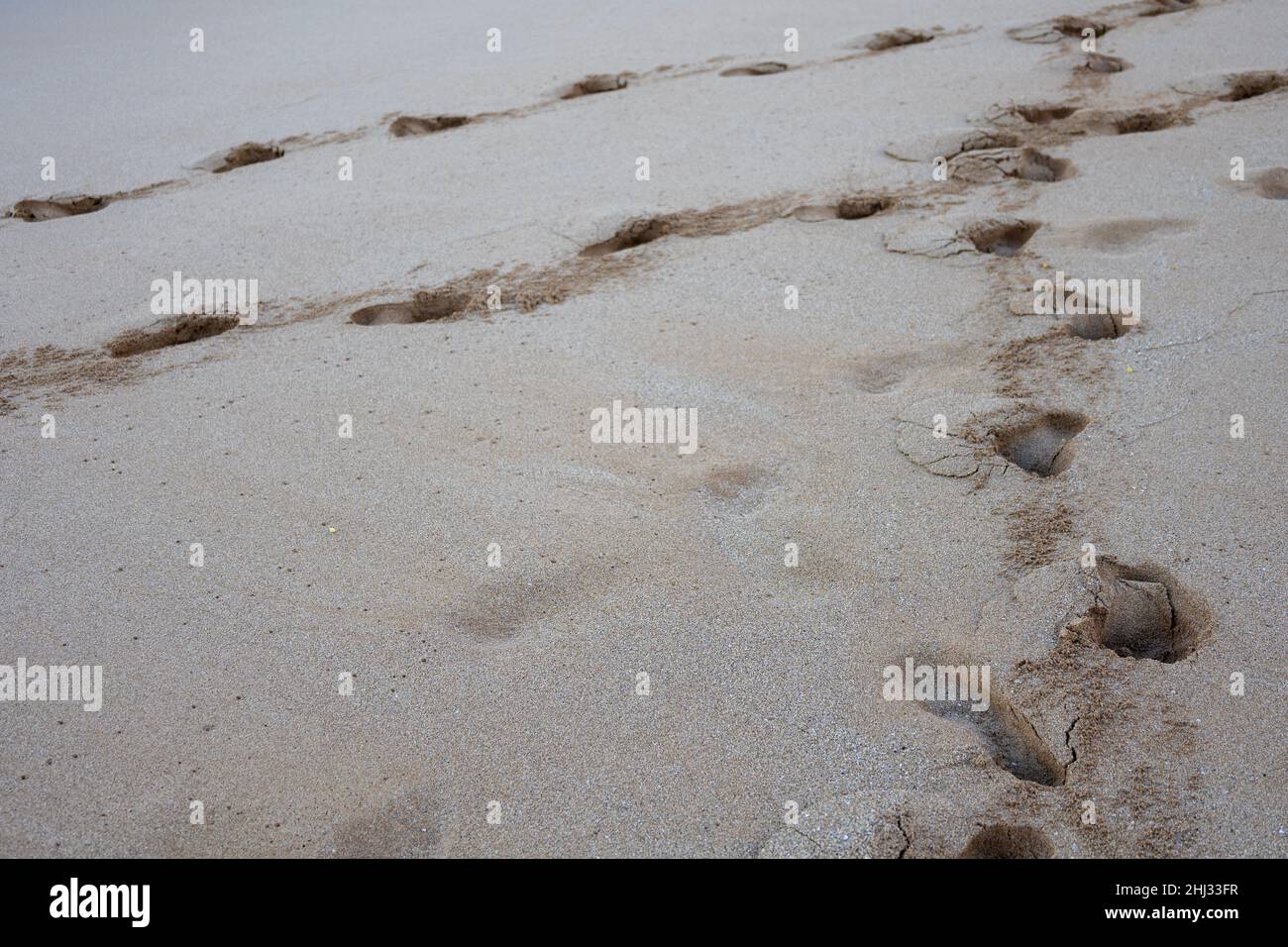 Foot steps on white sand beach in Maui, Hawaii Stock Photo - Alamy